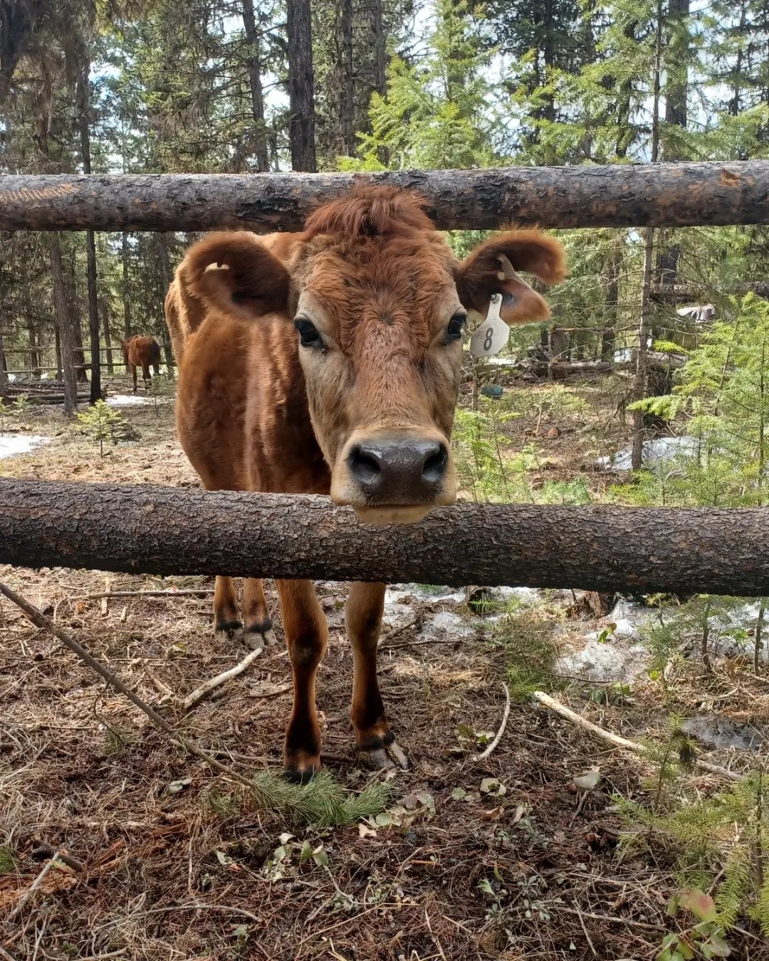 The Arrival of Charlotte the Dairy Cow – livesovereigntoday.org